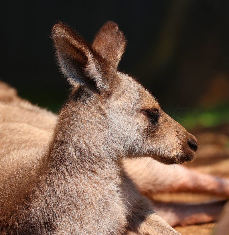 The Kangaroo is a Marsupial from the Family Macropodidae Stock Image ...