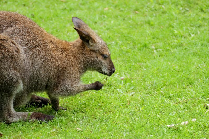 880 Side View Kangaroo Stock Photos - Free & Royalty-Free Stock Photos ...