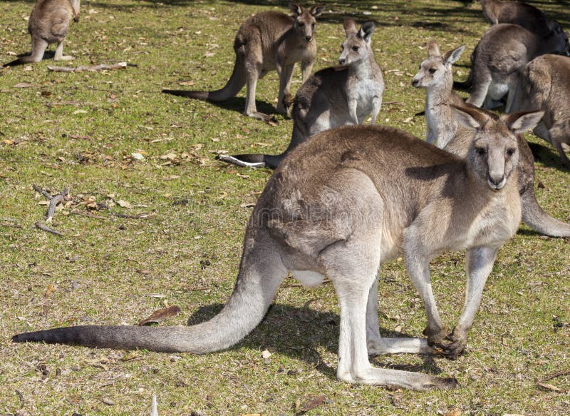 257 Kangaroo Mob Stock Photos - Free & Royalty-Free Stock Photos from ...