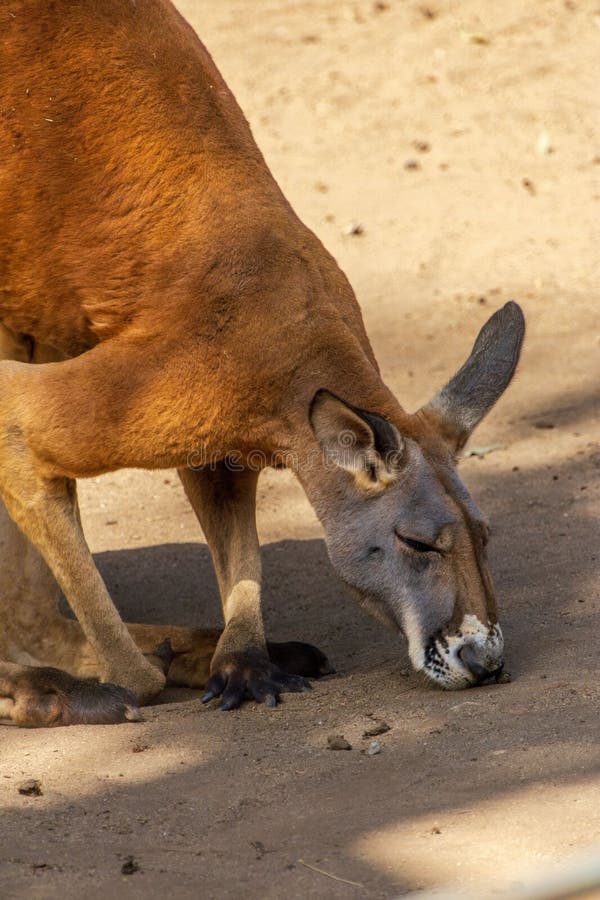 Kangaroo in Natural Habitat Stock Image - Image of fauna, animal: 358074727