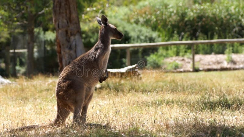 Red Kangaroo stock footage. Video of wildlife, nature - 346900326