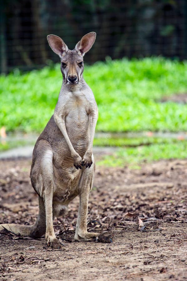 Kangaroo stock image. Image of marsupial, australian - 31744001