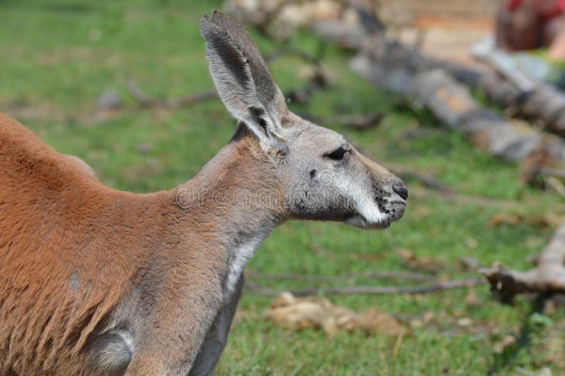 Kangaroo stock image. Image of color, calm, attraction - 96883715