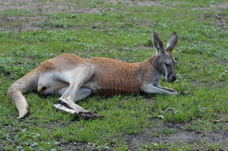 Kangaroo stock image. Image of view, summer, natural - 96890613