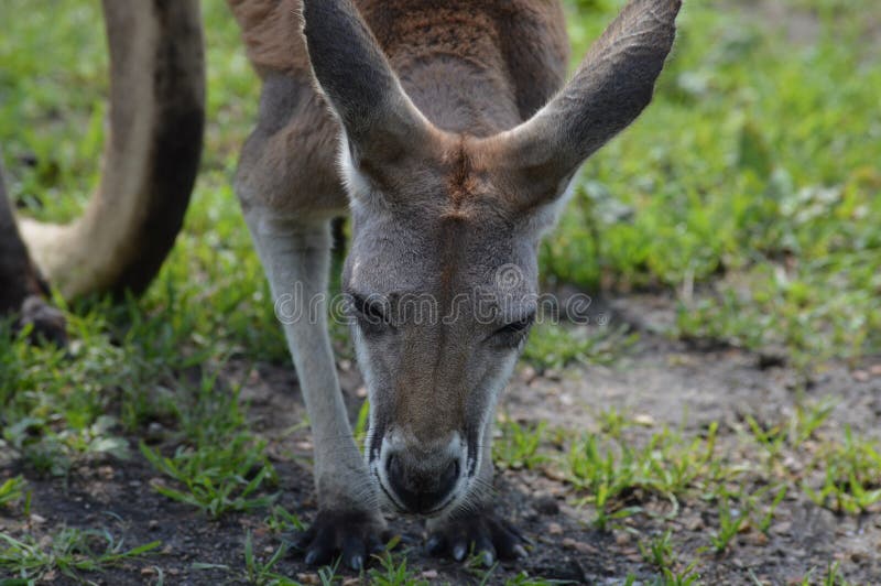 Kangaroo stock image. Image of kangaroo, marsupial, calm - 96890861