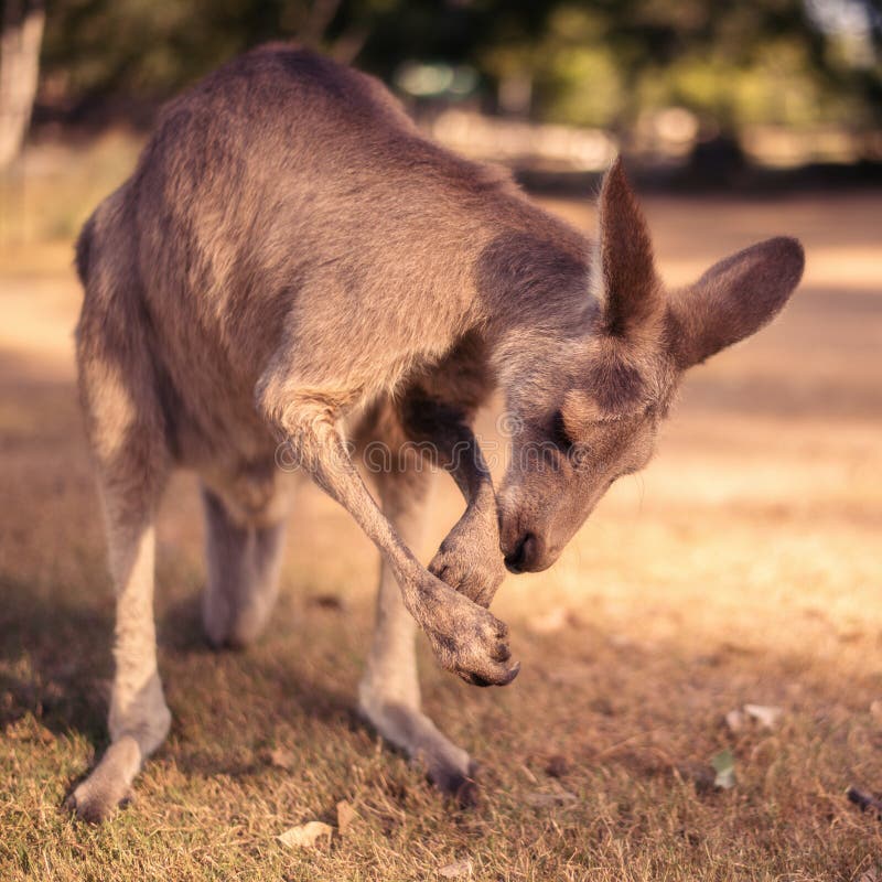 Kangaroo Outside during the Day Stock Photo - Image of summer ...