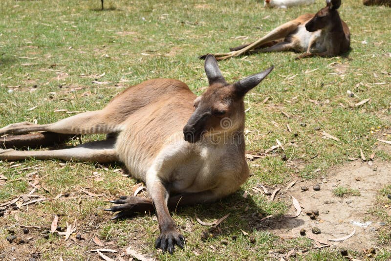 Kangaroo stock image. Image of grass, park, kangaroo - 170270545