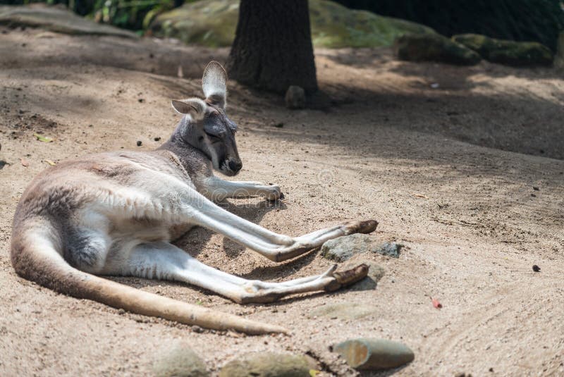 Kangaroo on a Park, Australia Stock Photo - Image of mammal, eastern ...
