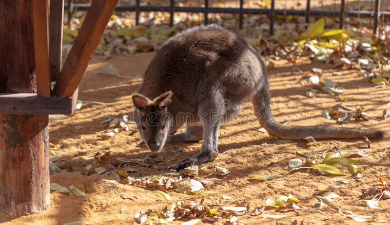 Kangaroo in the Park in Autumn Stock Image - Image of nature, love ...