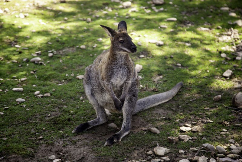 Kangaroo in park stock image. Image of field, grey, grass - 155597235