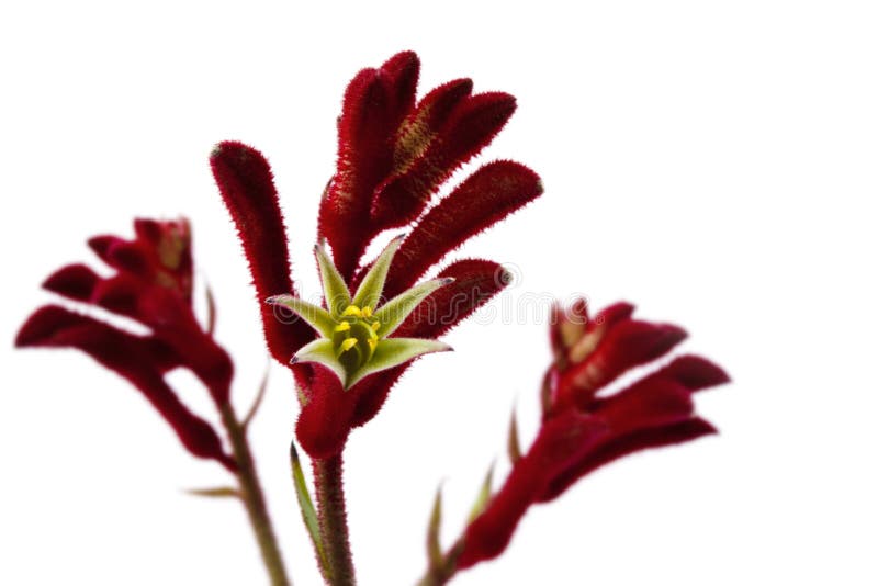 Kangaroo Paw stock image. Image of isolated, horizontal - 16043891