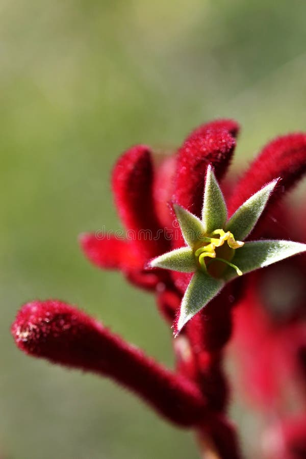 Flowers - Kangaroo Paw stock image. Image of anigozanthas - 231785