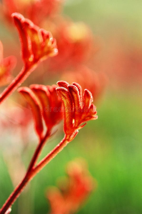 Kangaroo Paw stock image. Image of soft, colourful, reds - 3547173