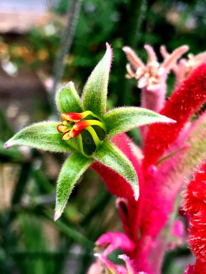 Kangaroo paw flower stock photo. Image of garden, plant - 97088048