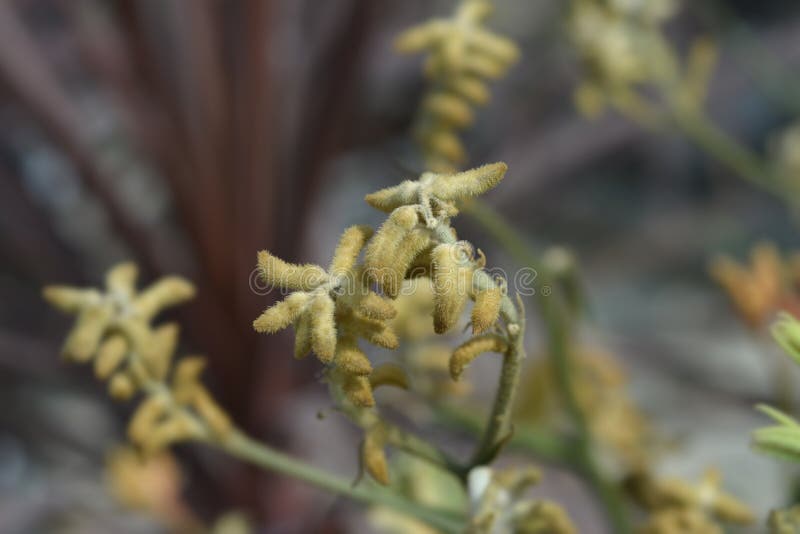 Kangaroo Paw stock image. Image of cultivar, kangaroo - 256529537