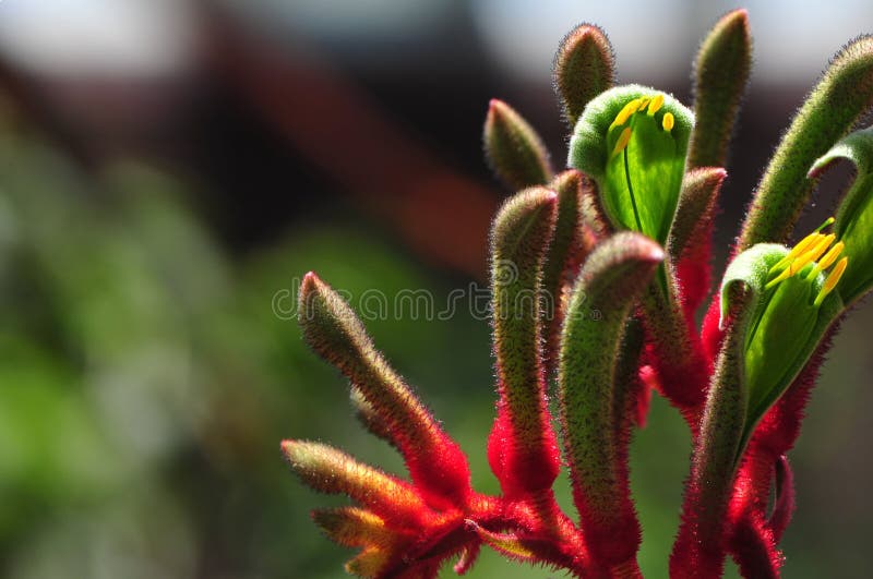 Kangaroo paw stock photo. Image of hairy, kangaroo, rolled - 40772326