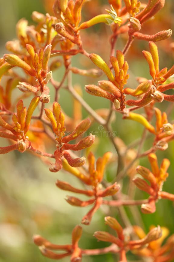 Kangaroo Paws stock photo. Image of kangaroo, orange, natural - 1680868