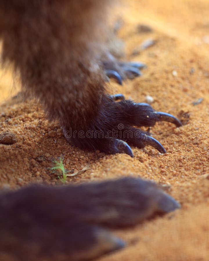 Kangaroo Paws on the Ground in Nature Stock Image - Image of species ...