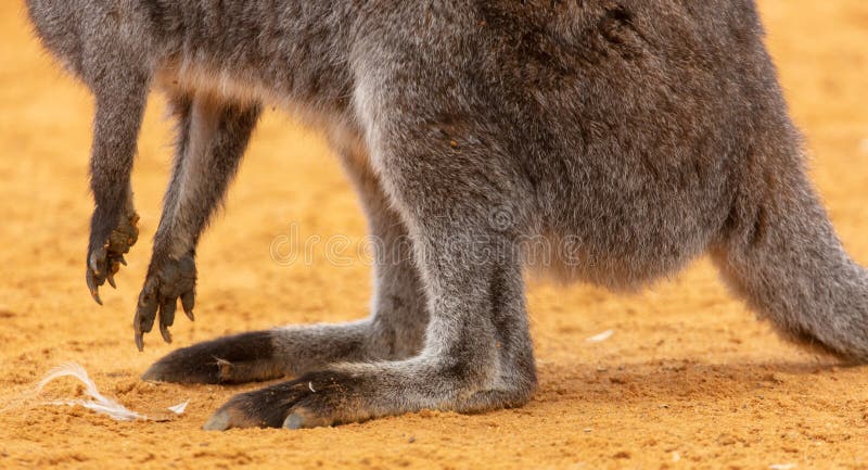 Kangaroo Paws on the Ground in the Park Stock Photo - Image of ...