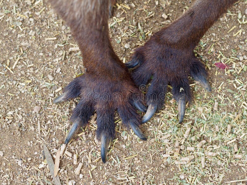 Hardy Nails Stock Photos - Free & Royalty-Free Stock Photos from Dreamstime