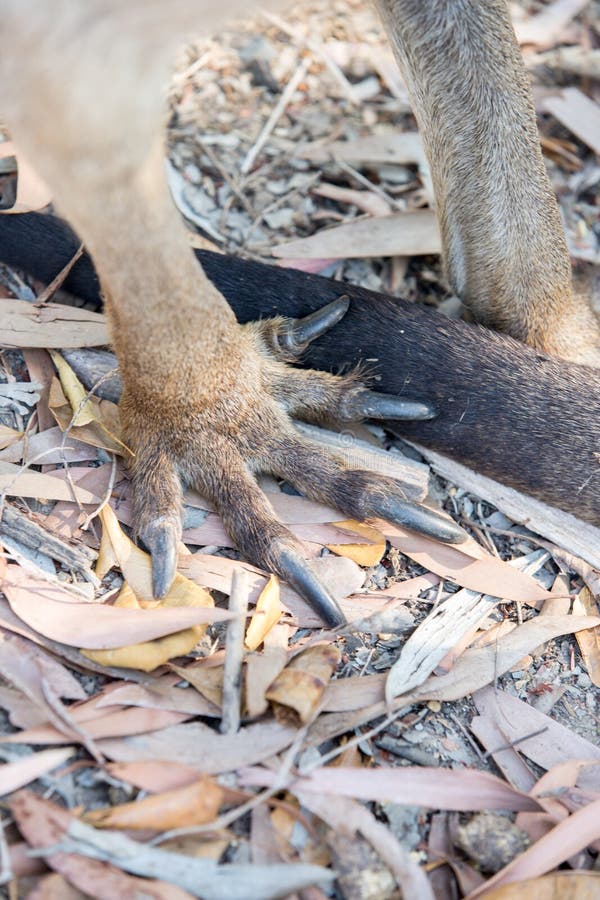 179 Kangaroos Paw Stock Photos - Free & Royalty-Free Stock Photos from ...