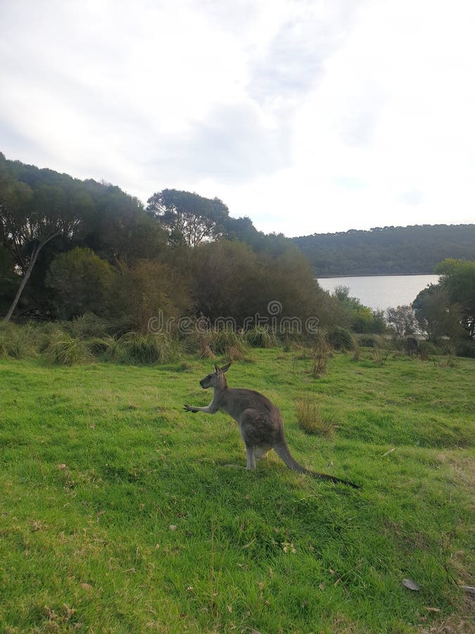 A Kangaroo Playing Around the Leak and Green Grass Stock Image - Image ...