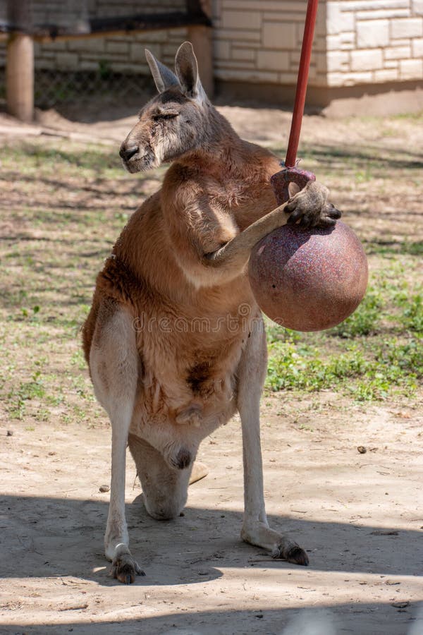 Kangaroo Playing in Missouri Stock Image - Image of mammals, animal ...
