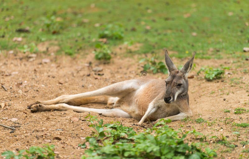 Kangaroo stock photo. Image of cute, baby, kangaroo, nature - 30791258