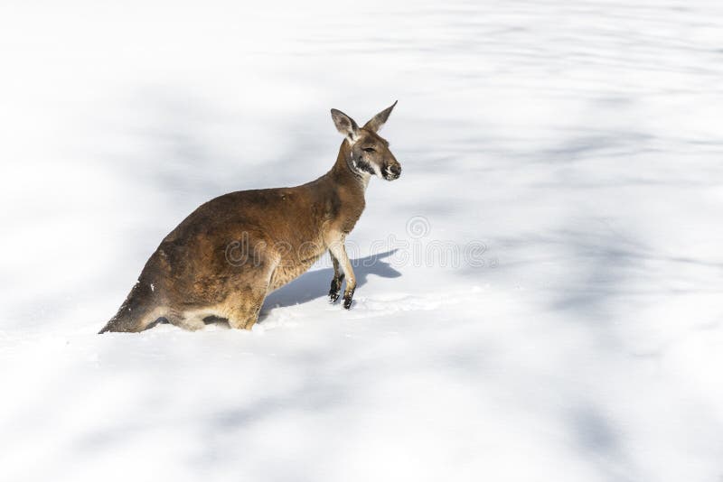 Kangaroo Playing in the Snow Stock Image - Image of floral, fresh: 38028413