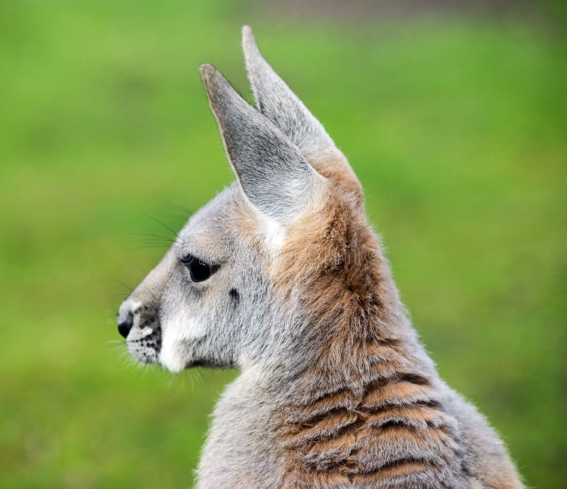 Kangaroo portrait stock image. Image of creature, nature - 151734117