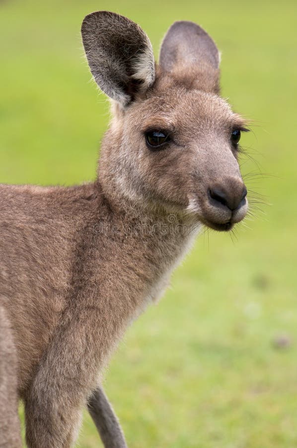 Kangaroo Portrait stock image. Image of face, australian - 28377285