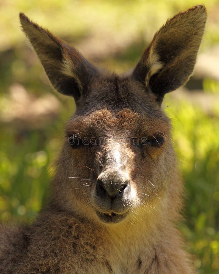 Kangaroo Portrait stock image. Image of portrait, natural - 39994013