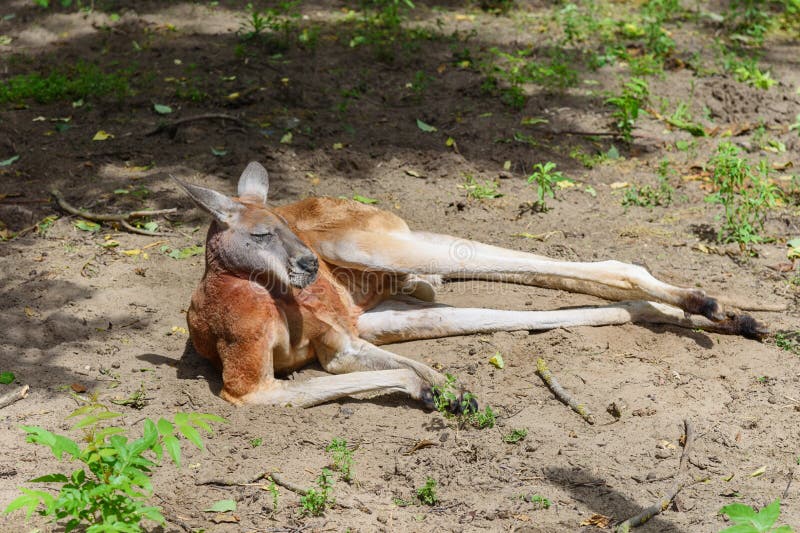 Kangaroo Posing Very Much Like a Human Stock Image - Image of family ...