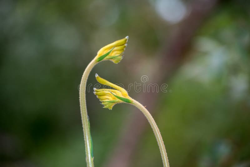 Kangaroo Pow Flower West Australia Stock Photo - Image of flower ...