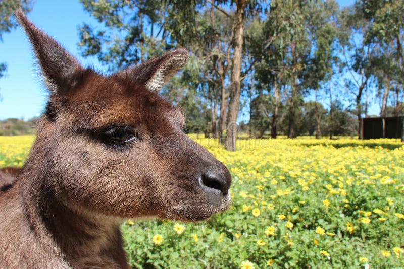 Kangaroo in a Prairie at Kangaroo Island (australia) Stock Photo ...