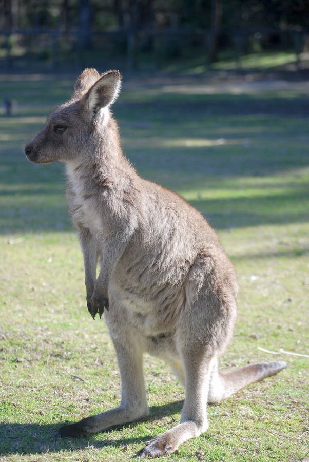 Profile of a Red Kangaroo Looking Forward Stock Image - Image of mammal ...