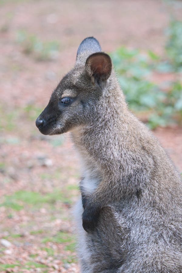 Profile kangaroo stock photo. Image of green, nature - 24704762