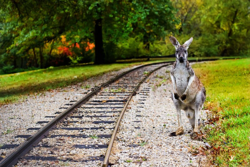 Kangaroo at the Railroad Racks Stock Photo - Image of beautiful ...