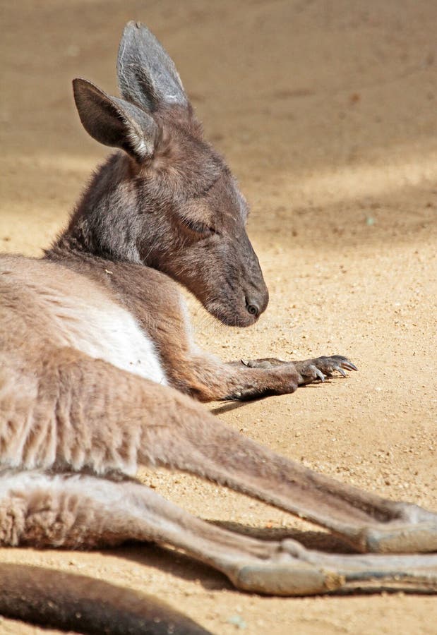 Kangaroo Relaxing In The Sun Stock Photo - Image of having, away: 115103426