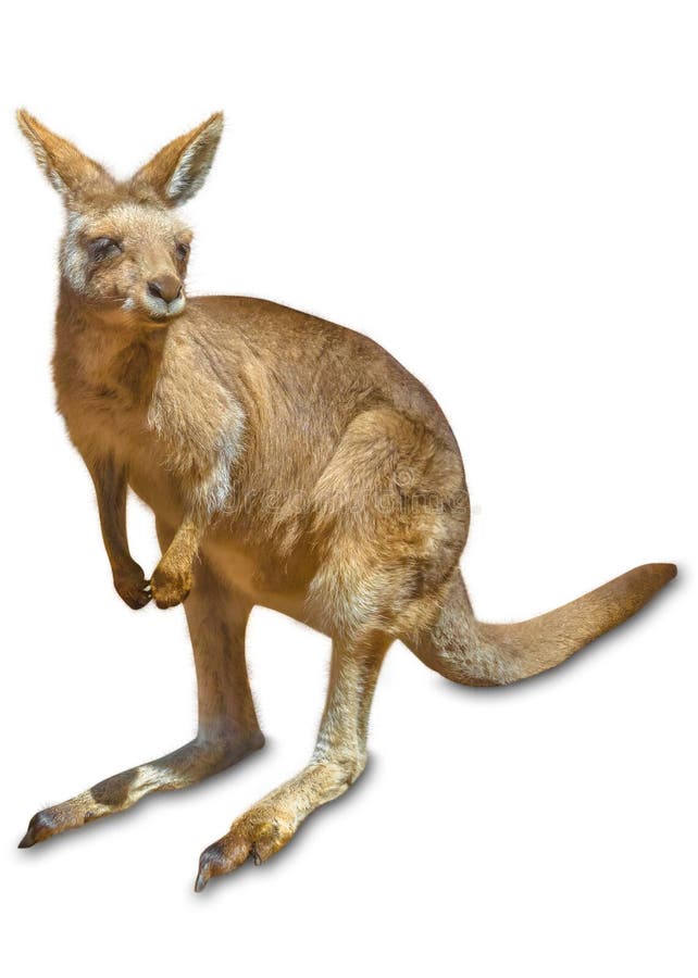 867 Red Kangaroo White Background Photos - Free & Royalty-Free Stock ...