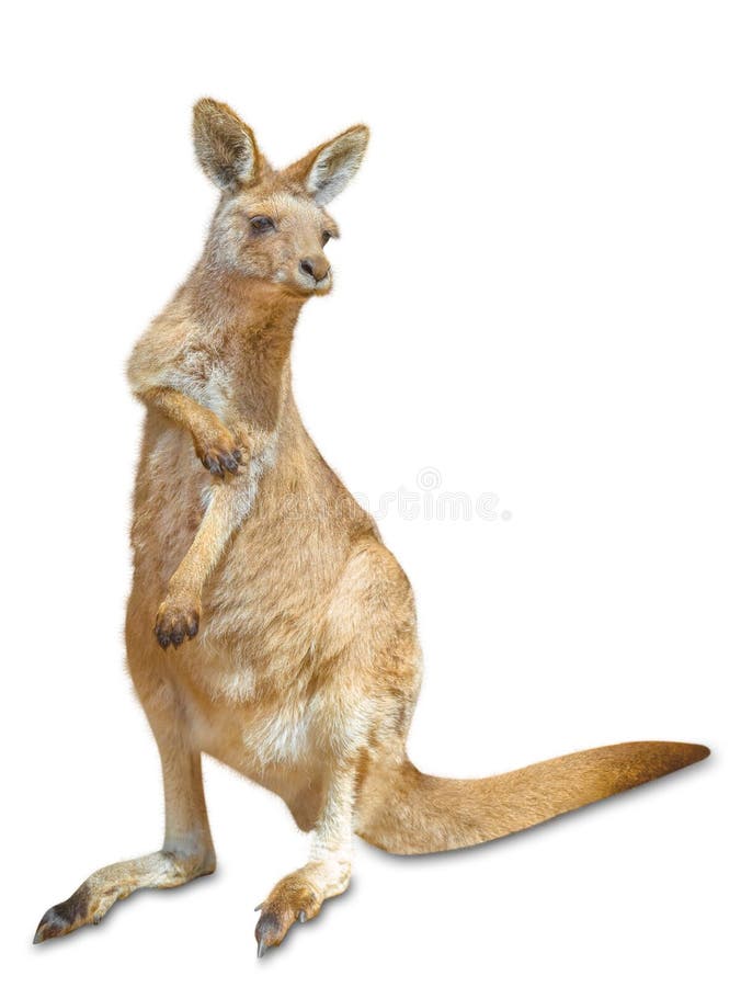 Kangaroo stock photo. Image of tasmania, isolated, background - 52199310