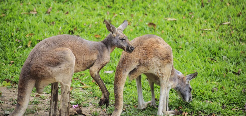 Kangaroo stock photo. Image of scenic, green, singapore - 34114758