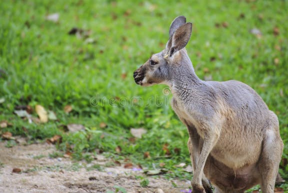 Kangaroo stock image. Image of curiosity, scenic, forest - 34115413