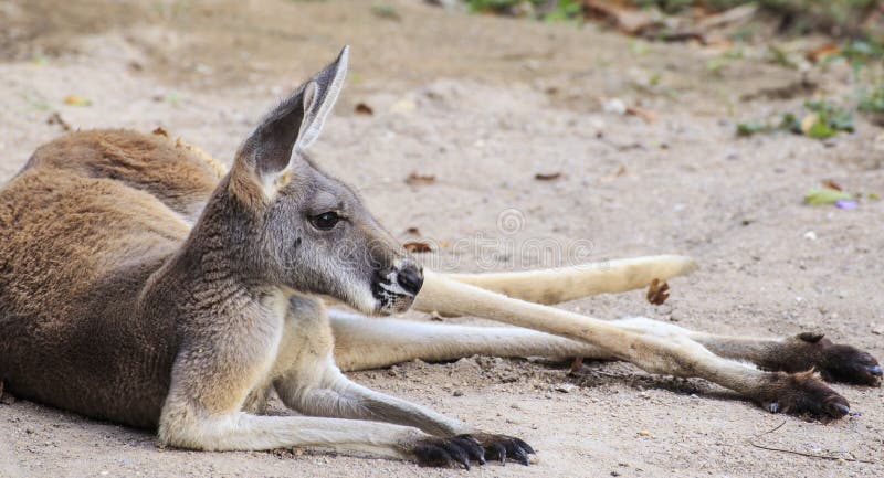Kangaroo stock photo. Image of kangaroos, nature, animals - 95234