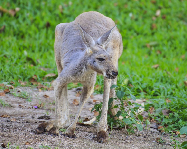 Kangaroo stock photo. Image of alertness, alert, scenic - 34118548