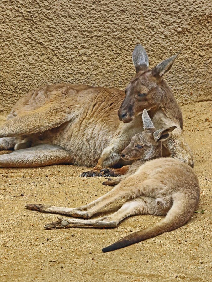 Kangaroo stock photo. Image of outback, laying, look - 75692404