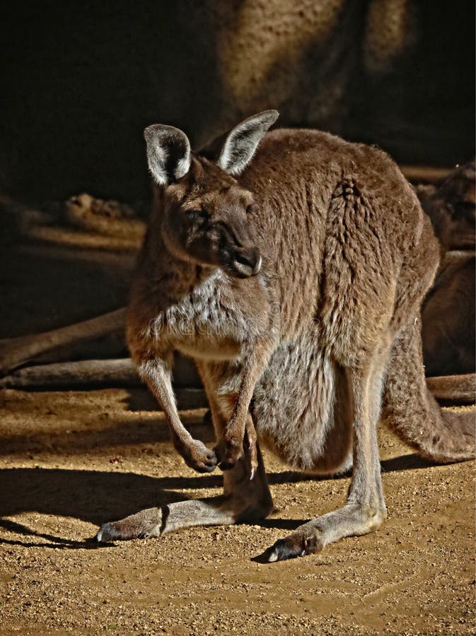 391 Kangaroo Feet Stock Photos - Free & Royalty-Free Stock Photos from ...