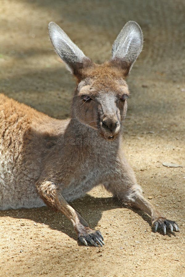 Kangaroo Front Paws Ground Stock Photos - Free & Royalty-Free Stock ...