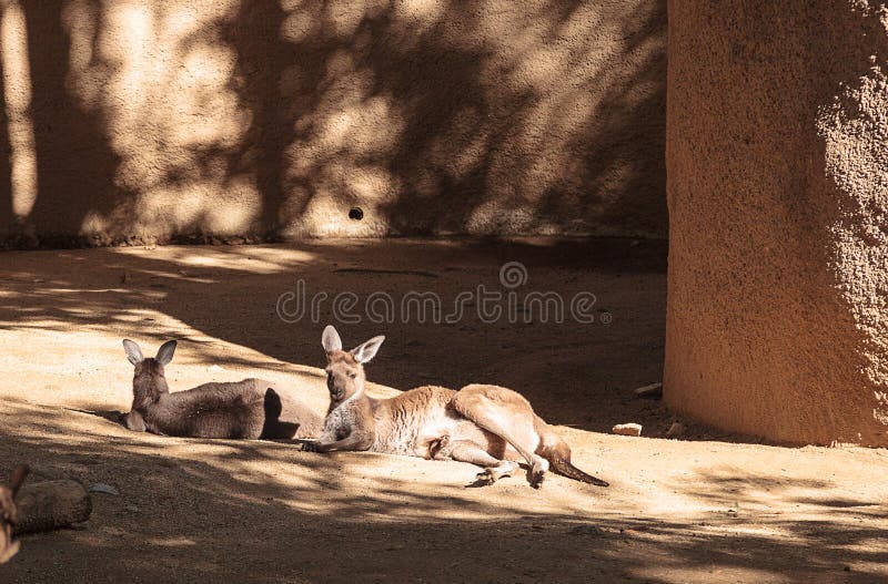 Kangaroo Relaxes on the Sand in Front of Rocks. Stock Photo - Image of ...
