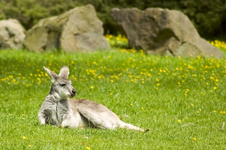 Kangaroo Relaxing on Grass stock image. Image of wildlife - 5338293